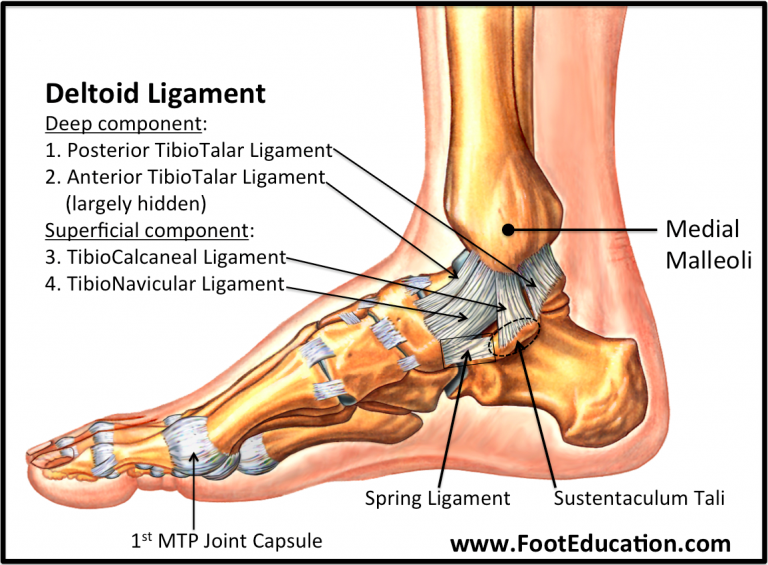 Ankle Sprains What Are They And How Do You Treat Them Bangalow ankle-sprains-what-are-they-and-how-do-you-treat-them-bangalow